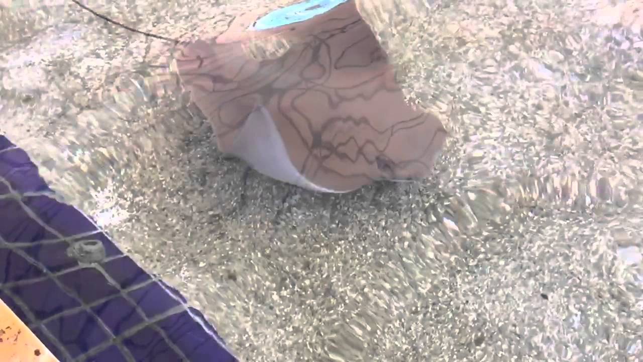 MIAMI SEAQUARIUM STINGRAYS POOLSIDE !.. - YouTube