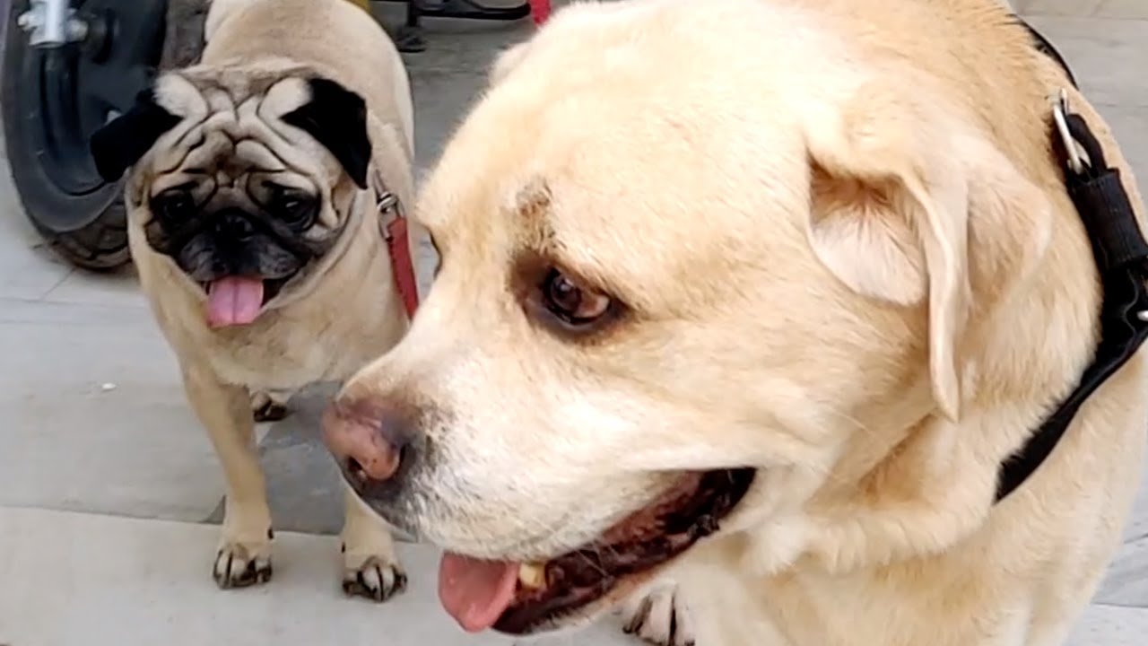 Labrador and Pug Dogs going for Morning Walk - YouTube