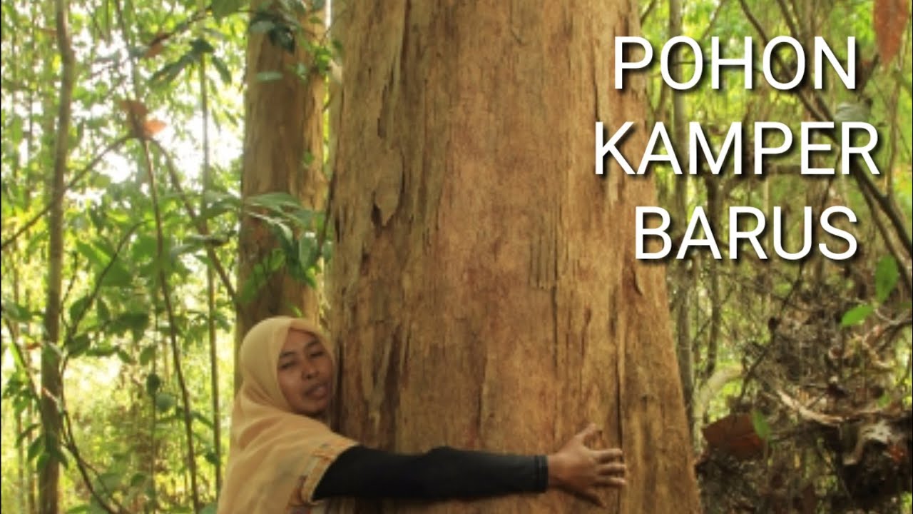 POHON KAMPER - Camphor tree or Cinnamomum camphora - YouTube