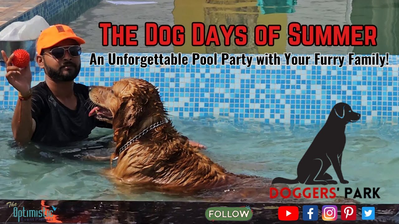 The Dog Days of Summer : An Unforgettable Pool Party with Your Furry ...