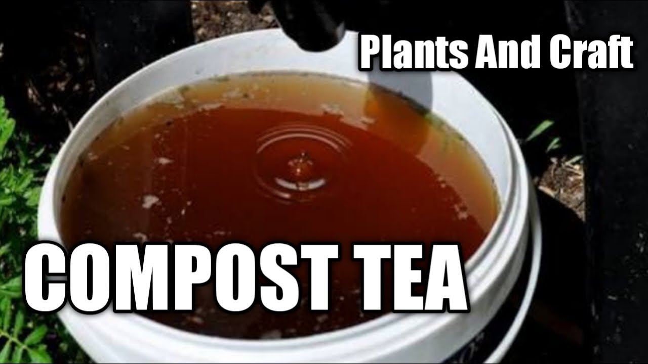 How to Make Compost Tea | What is compost tea? | How to use it ...