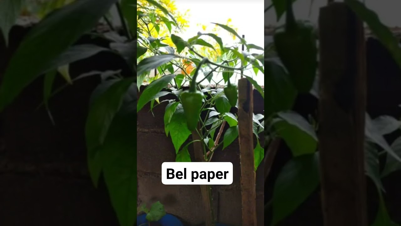 bel paper sa paso - YouTube