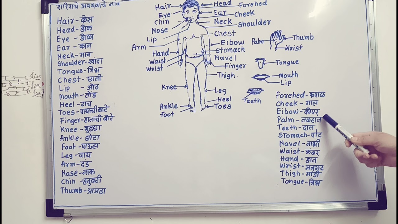 All Body Parts Name In English And Marathi All Body Parts Name In English And Marathi