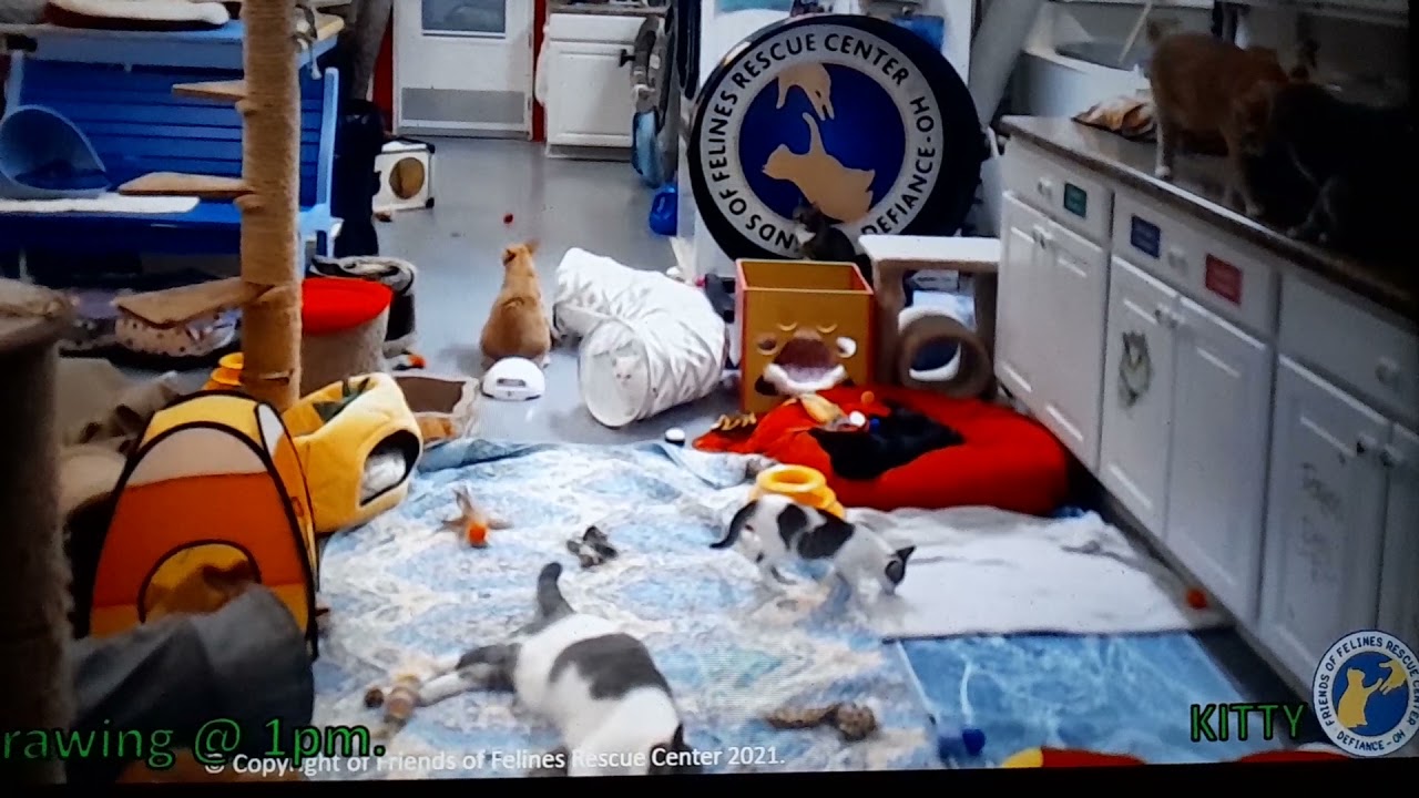 FFRC cats - portly CH cat Derecho chases his tail, hilarious - YouTube