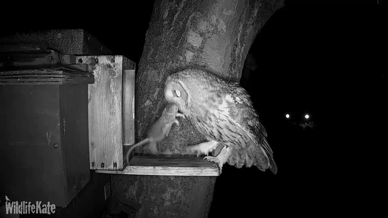 April 11th male tawny with rat - YouTube