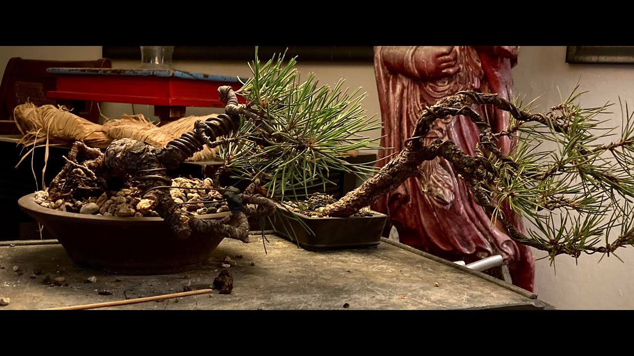 Patricia O'Connor, The Bonsai Balcony: A Pair of Ponderosa Pines. - YouTube