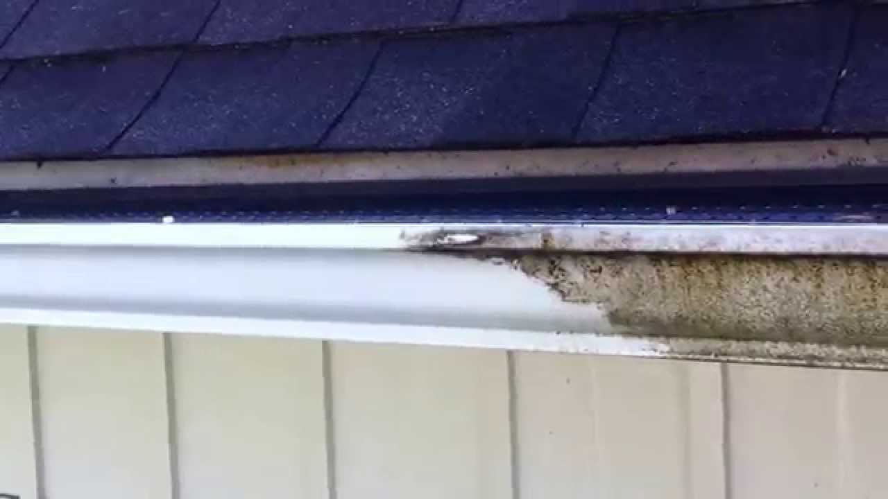 Algae on the face of the Gutter - YouTube