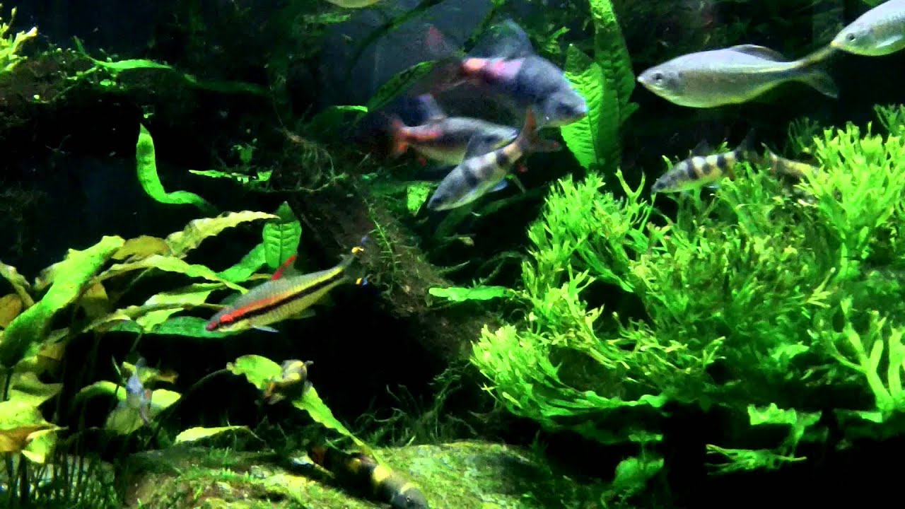 Dawkinsia tambraparniei,(Arulius barbs) sparring - YouTube