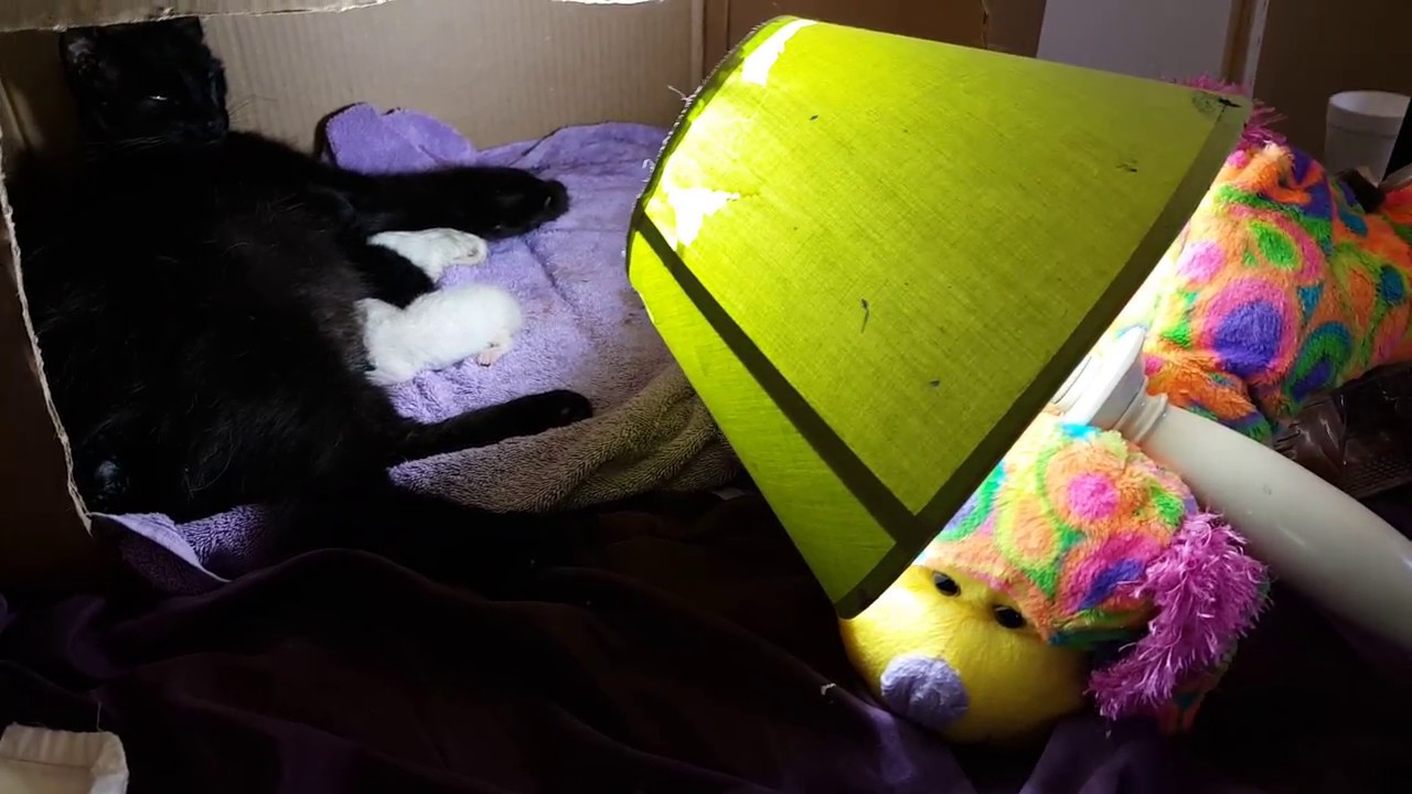 Cat birth set up - YouTube