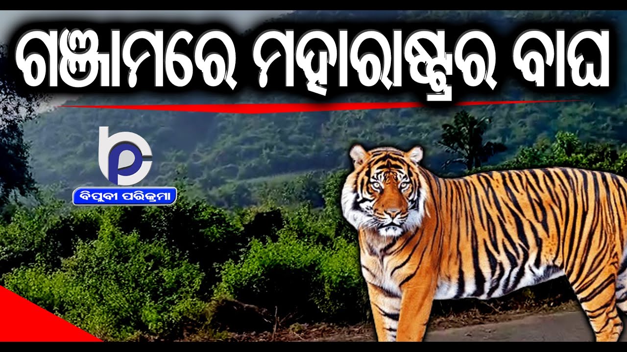 Tiger in Ganjam District: Berhampur Forest Division Hold Press Meet ...