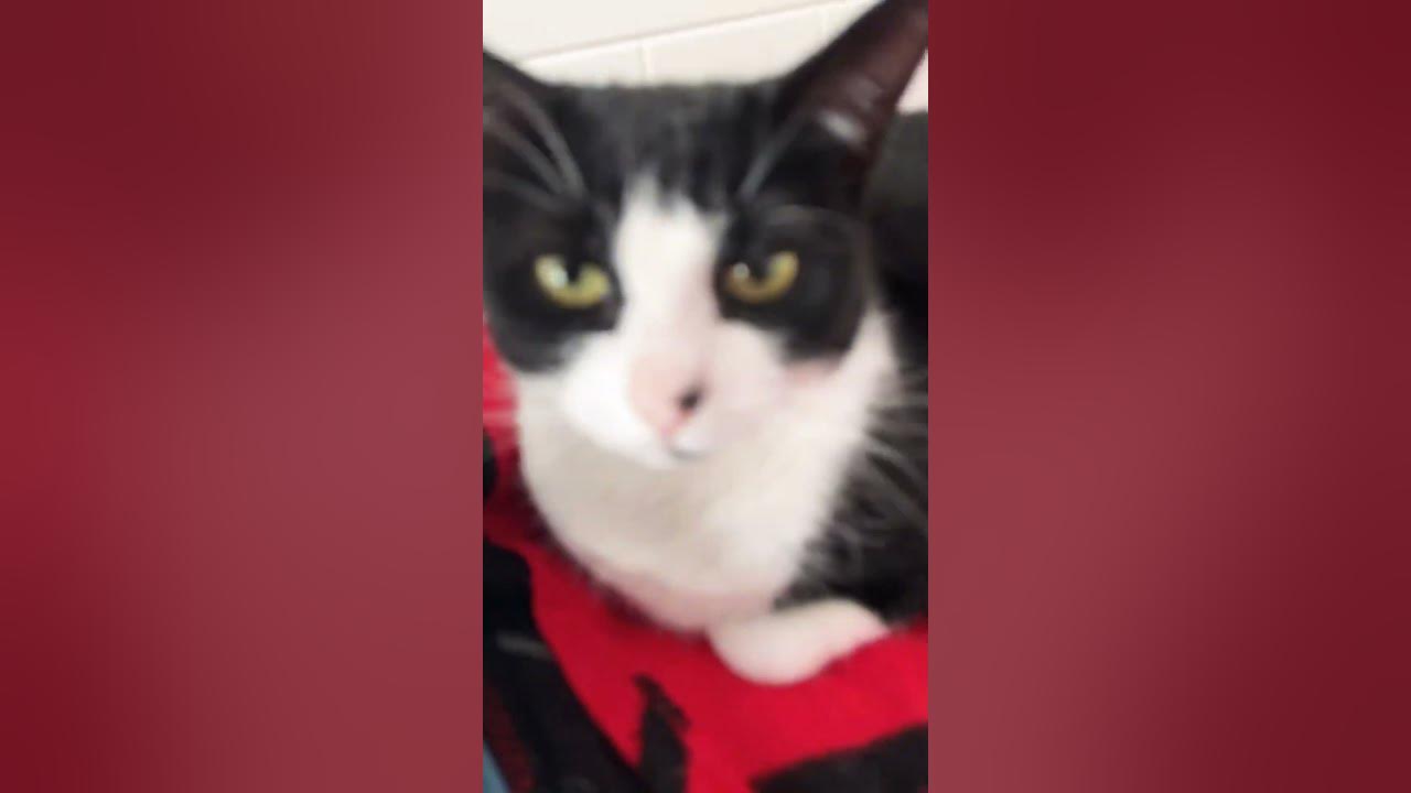 Cat part 2 - YouTube