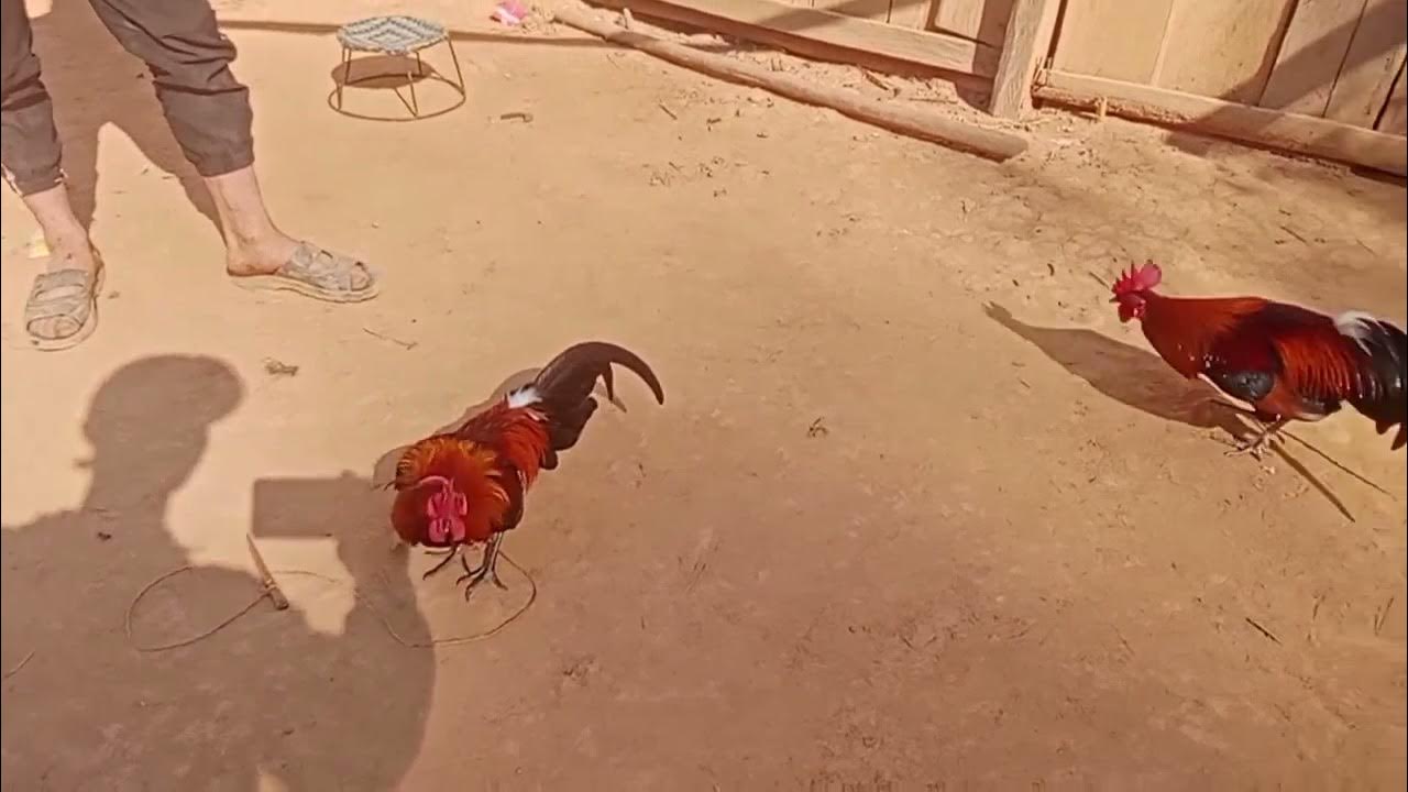 qaib dib qua zoo heev li - YouTube