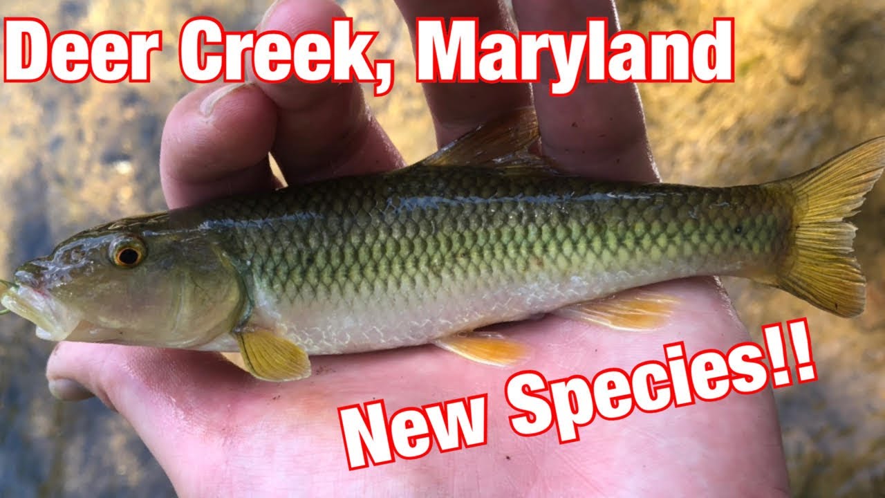 Creek Fish Species