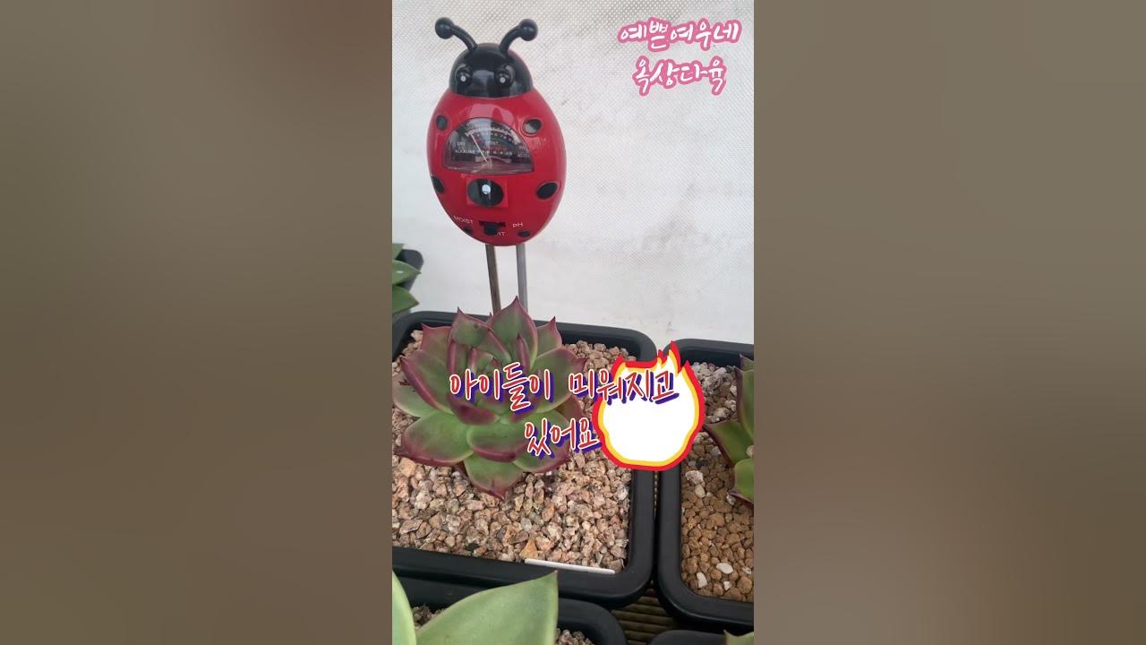 찜닭 되는 다육이들 다육 다육이 다육이들 다육이키우기 다육식물 옥상다육 다육이분갈이 창다육 금다육 다육이과습