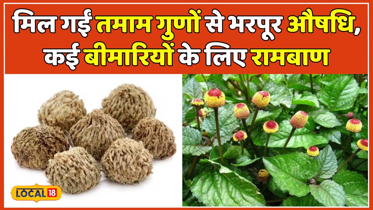 Akarkara Plant Benefits: दांत दर्द में राहत देता है अकरकरा, जानिए इसके ...