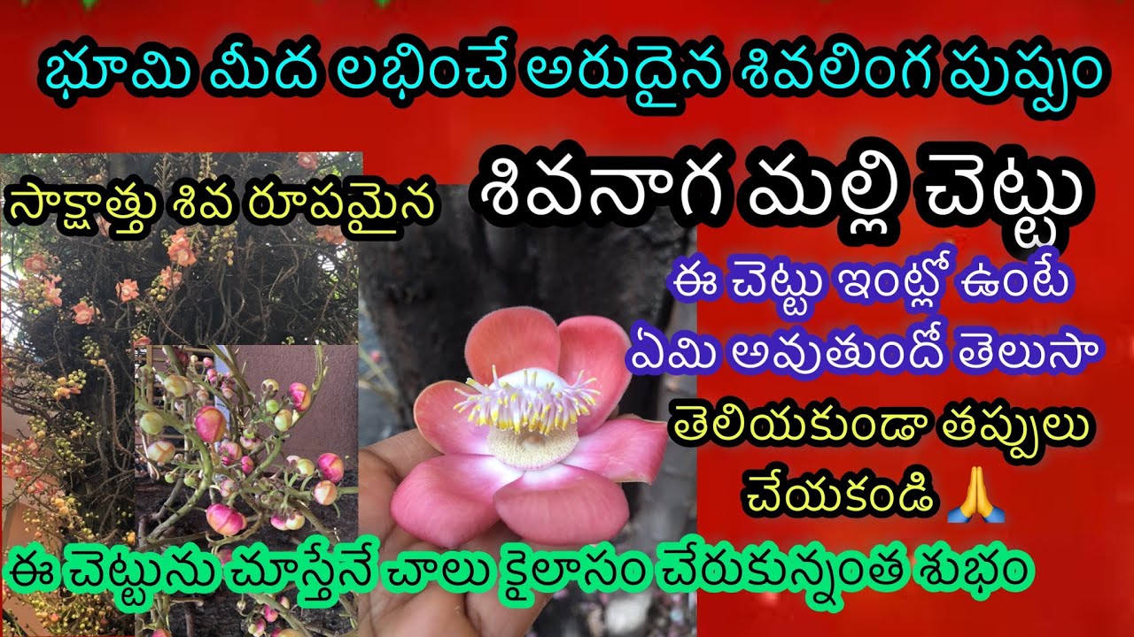 ఈ పువ్వుని మీరు చూస్తే శివున్ని చూసినట్టే/shivalinga pushpam/sivalingam ...