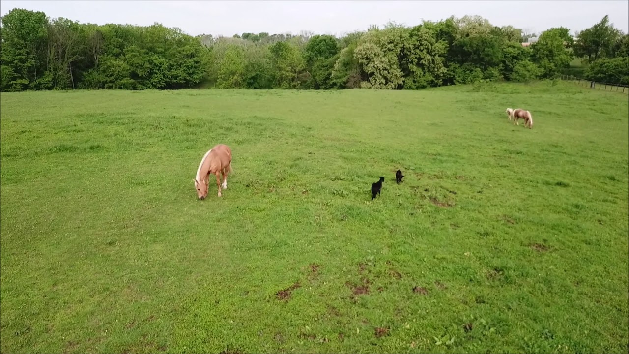 2019 05 17 goose goat horse - YouTube