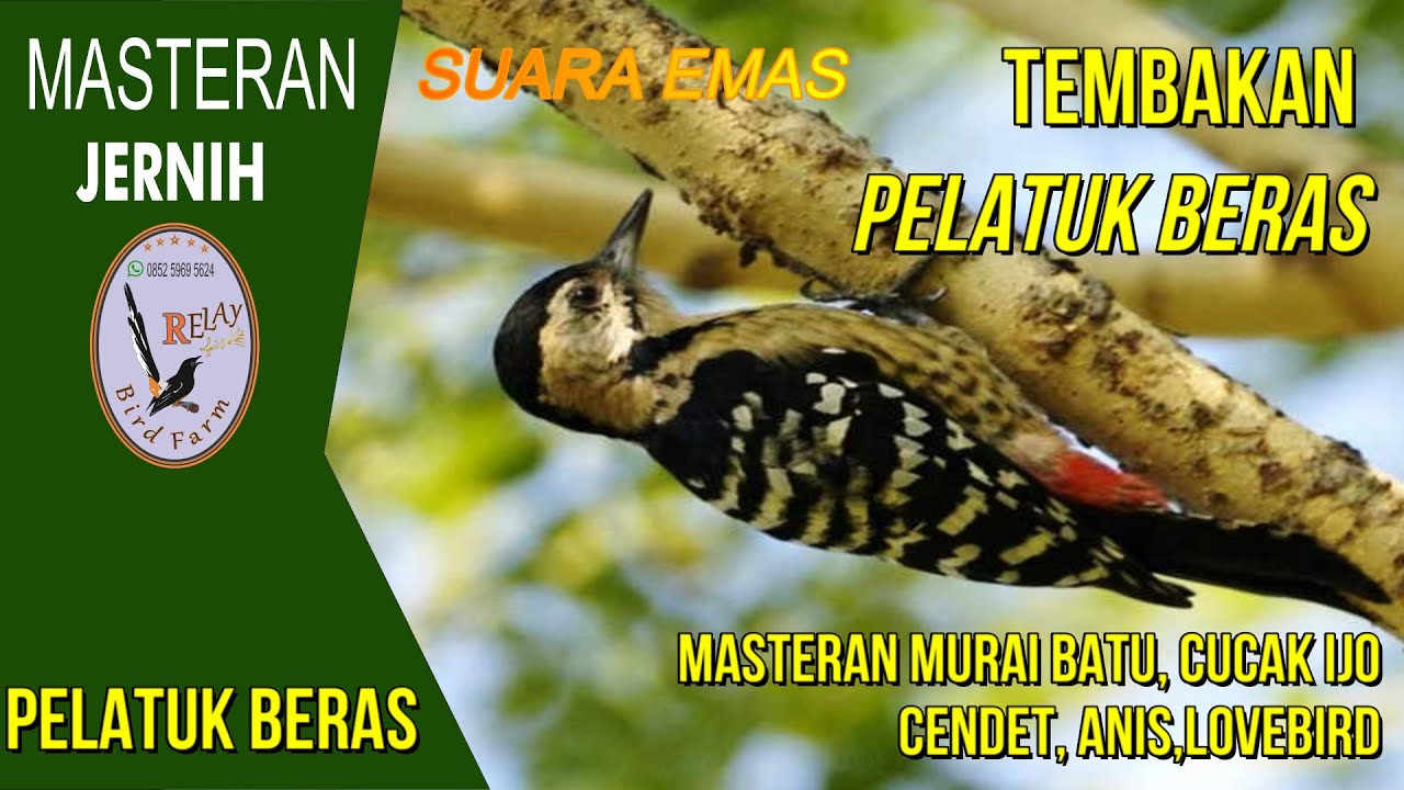 Pelatuk Beras Masteran Burung Juara - YouTube