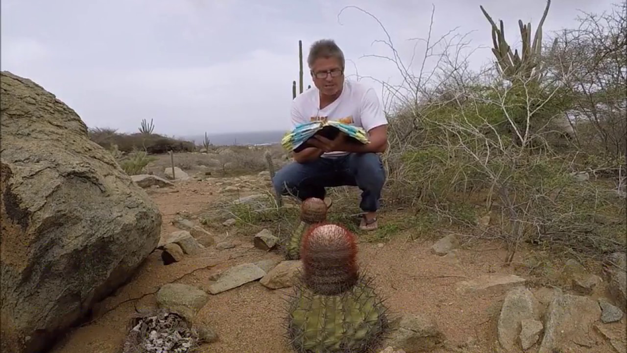 Cliff Diving & Desert Scooting in Aruba, Psalms 38, and the second we ...