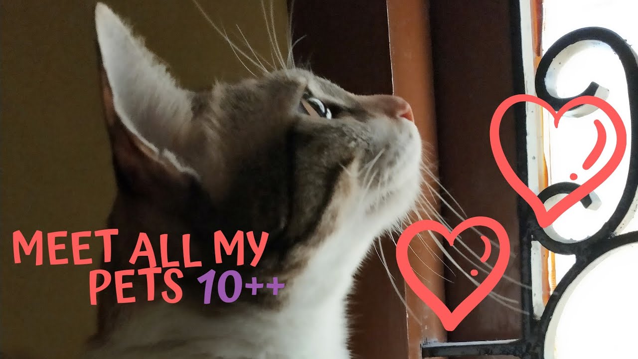 ALL MY PETS IN ONE VIDEO 10 EXOTIC PETS IN INDIA YouTube all-my-pets-in-one-video-10-exotic-pets-in-india-youtube
