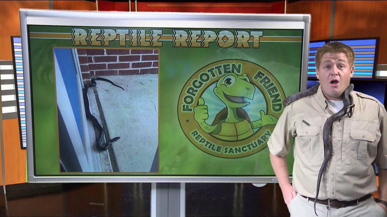 Reptile Report - Rat Snake - YouTube