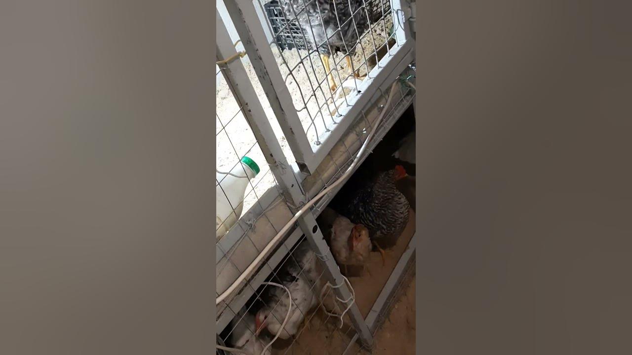 Петушки и петушки петухи молодняк курятник курынесушки август