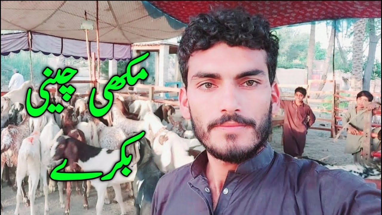 makhi chini bakra,bakra mandi pakistan official, bakra farm in pakistan ...