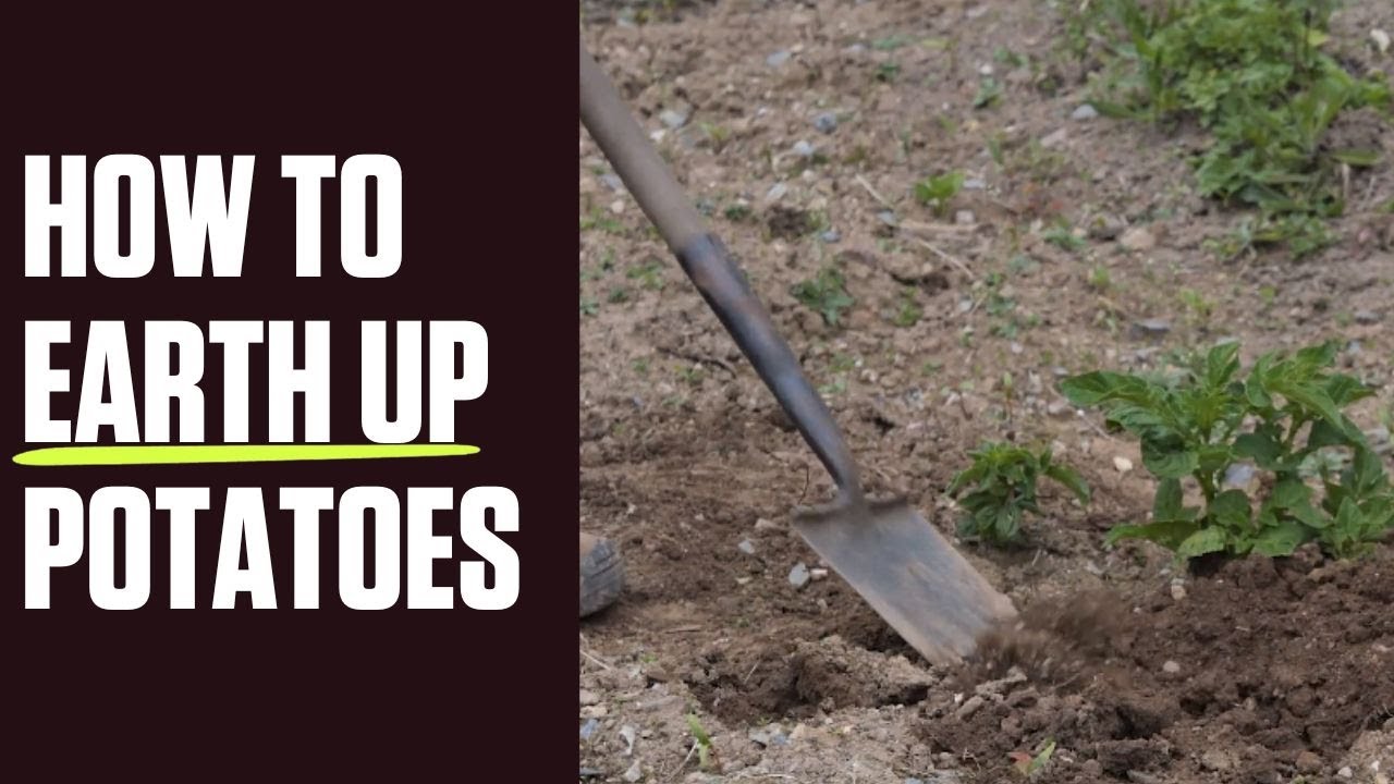 How to Earth Up Potatoes - YouTube