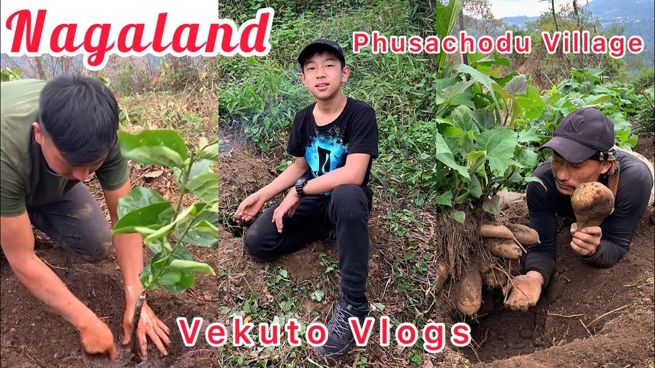 How to Plant Japanese Persimmon Fruits / Ground Apple Hunt / Vekuto ...