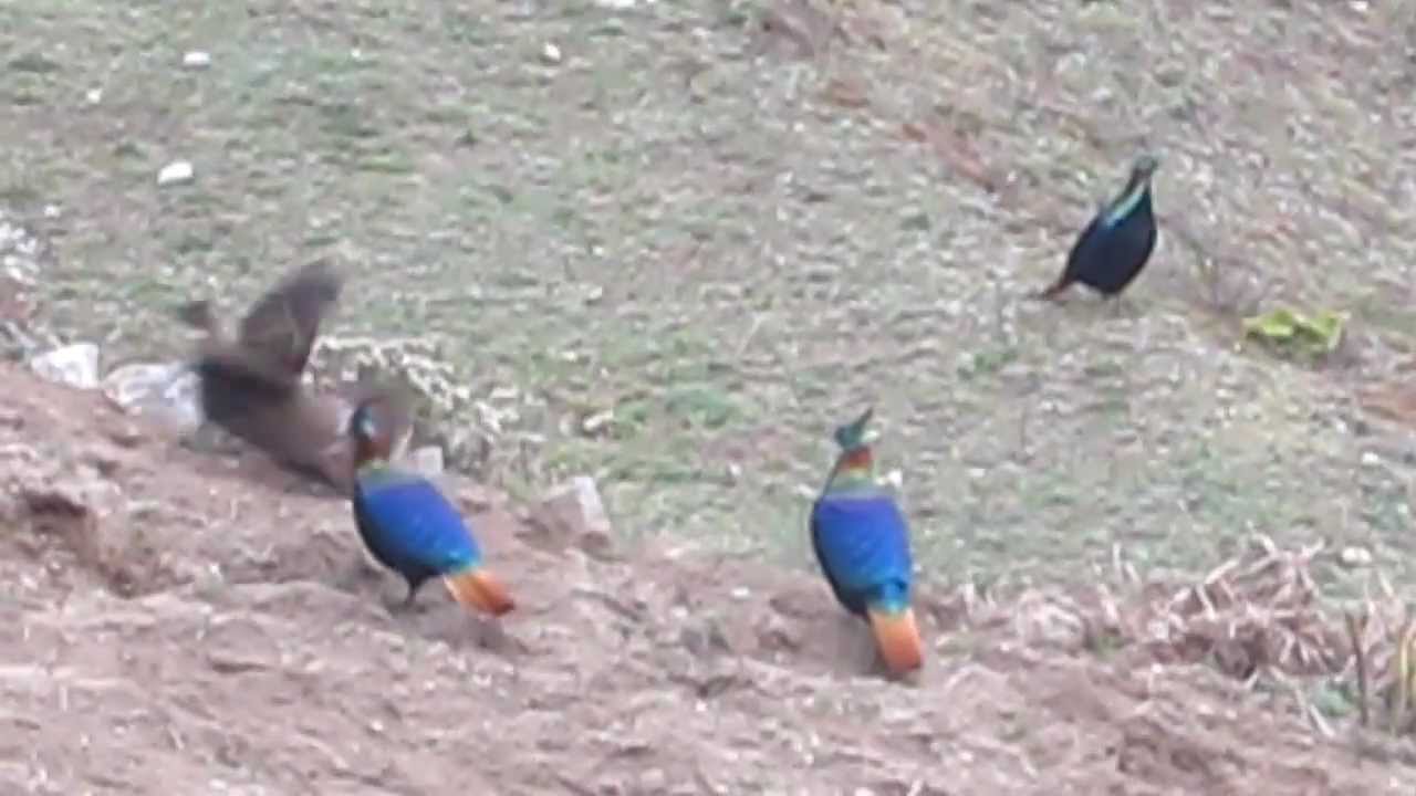 Nepal National Birds(Danfe) - Chasing Love - YouTube