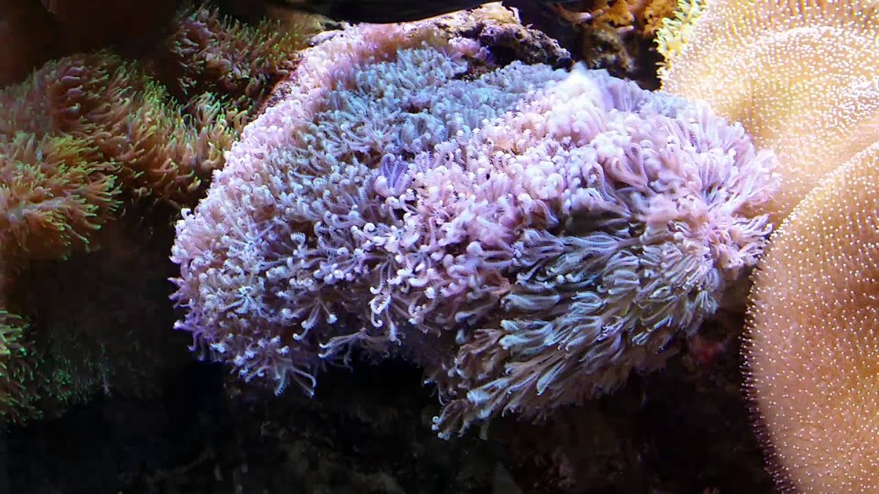 Blue Anthelia Under LED Lighting - YouTube