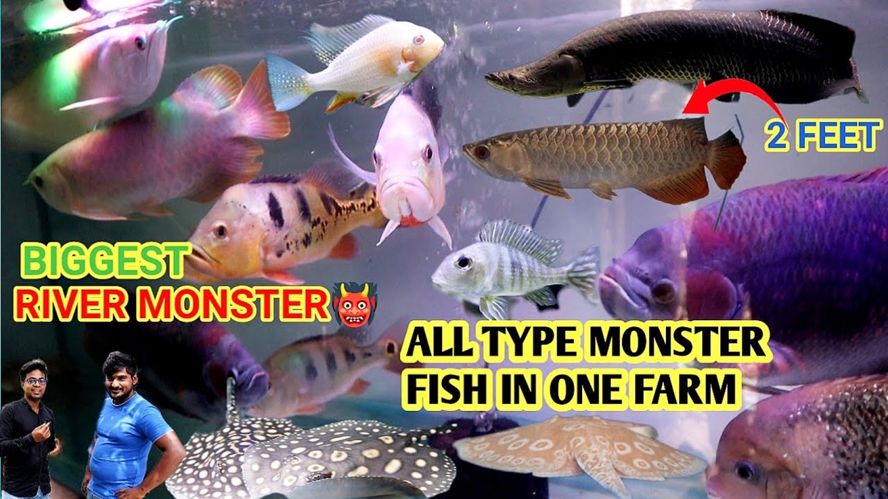BIGGEST MONSTER FISH FARM KOLKATA | ALL TYPE MONSTER FISH AVAILABLE ...