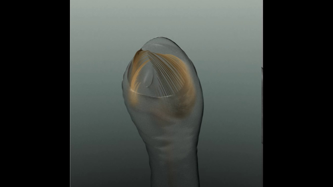 Arrow Worms Meet A Worm With Invisibility Powers | Royal Ontario
