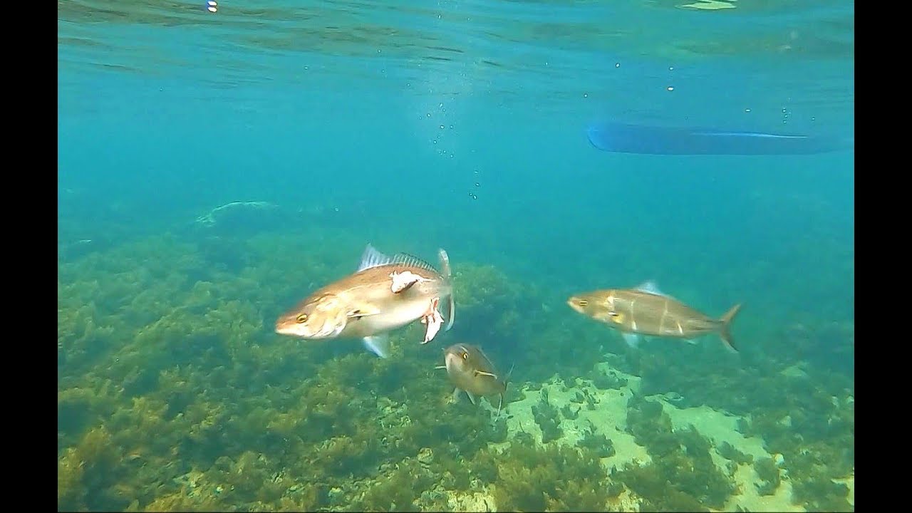 STARTING A FISH FEEDING FRENZY (underwater footage!) - YouTube