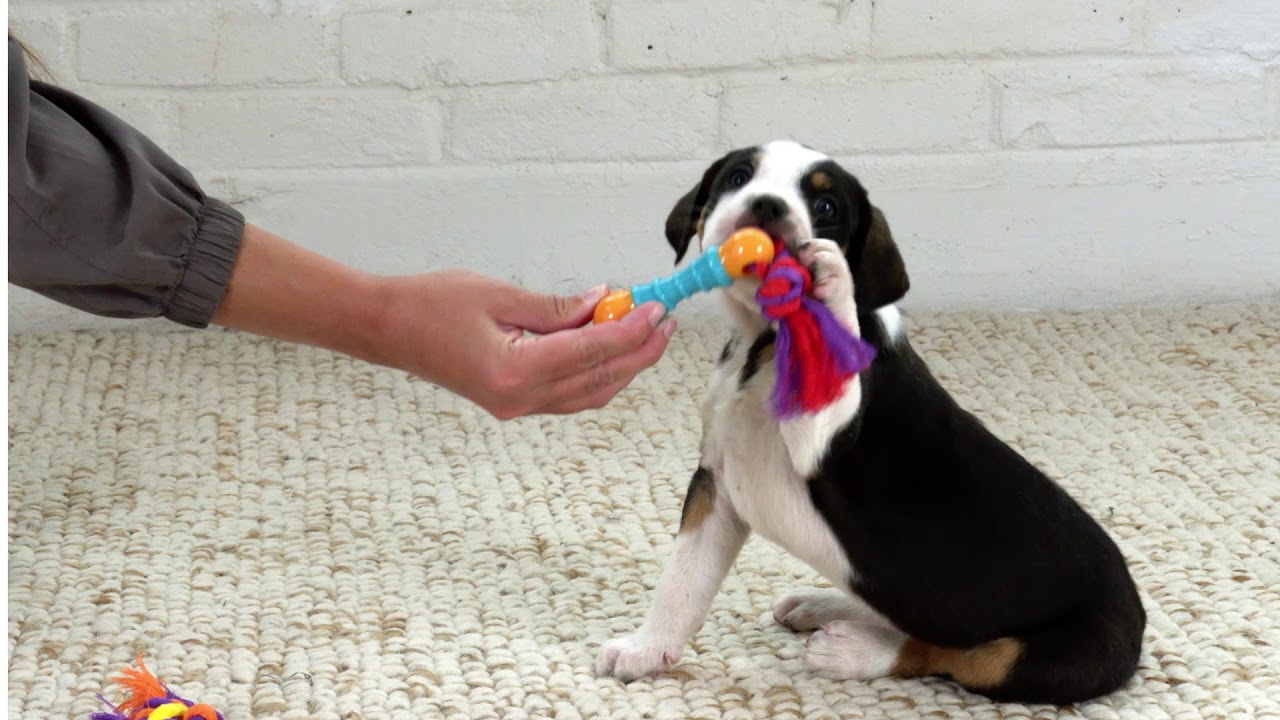 Petstages Dental & Teething Chew Toys For Puppies - YouTube