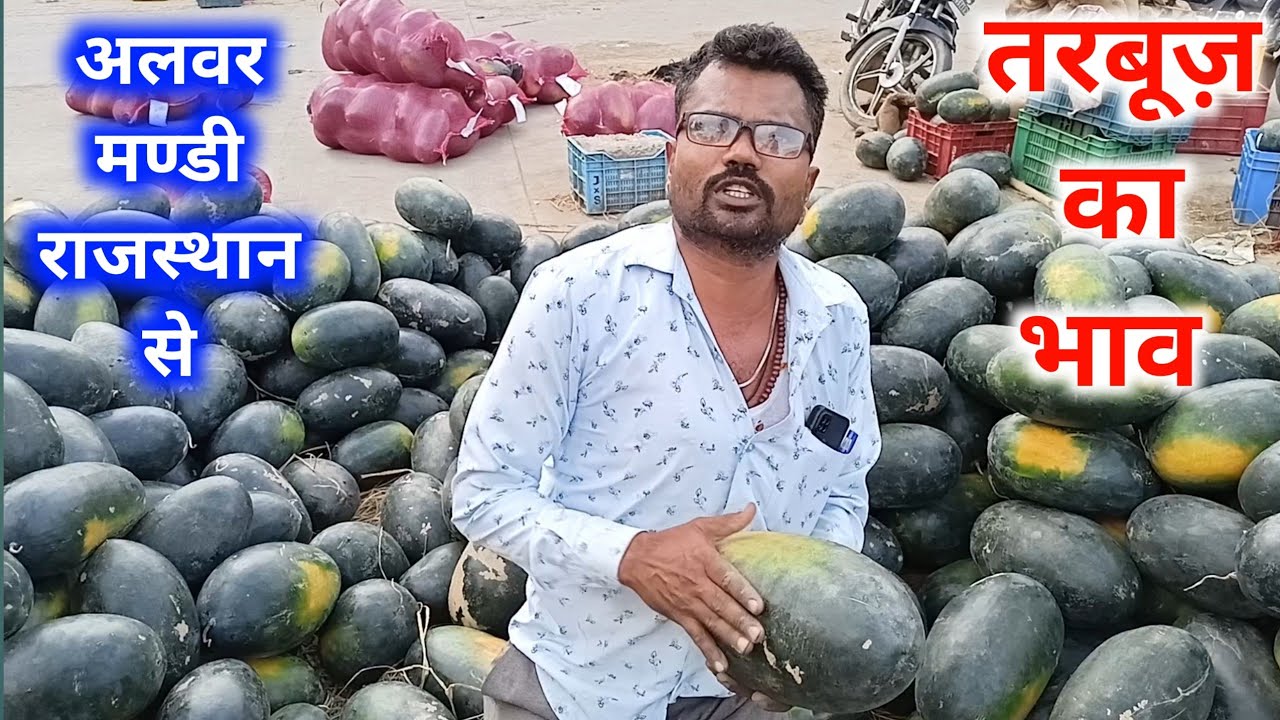 Watermelon Rate Today Alwar Mandi Rajasthan India/Tarbuj wholesale ...