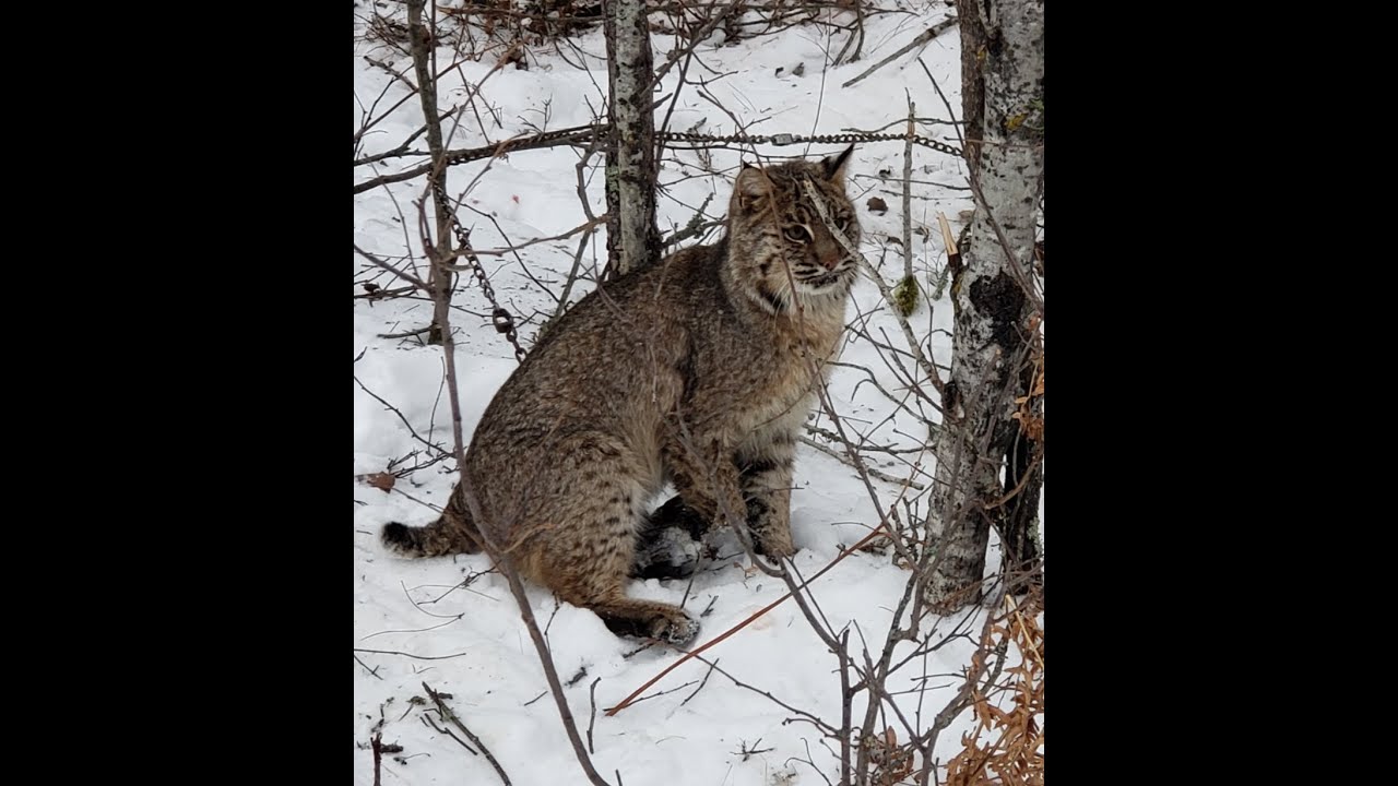 Minnesota Bobcat Trapping Part 1 - YouTube