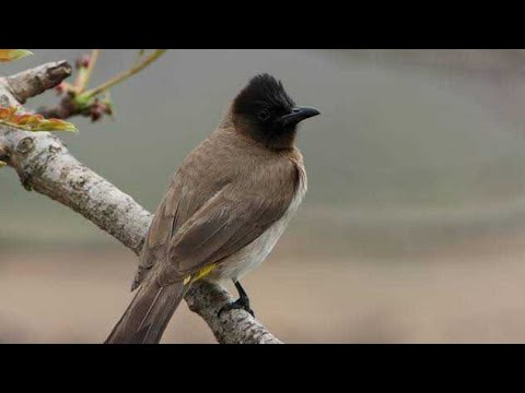 Common Bulbul Bird's sound - YouTube