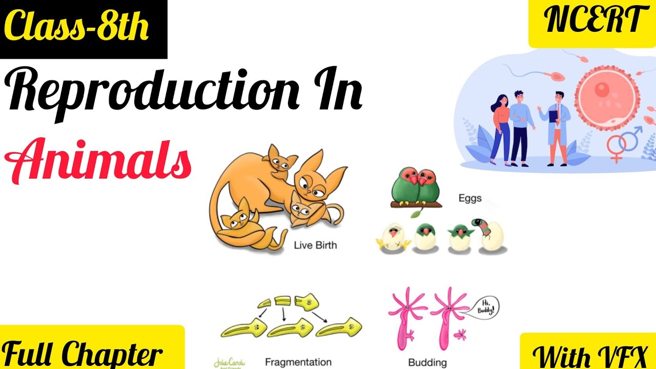 Reproduction In Animals Full Chapter Class 8th Science NCERT | #cbse # ...
