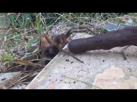 phoneutria fhera araña bananera