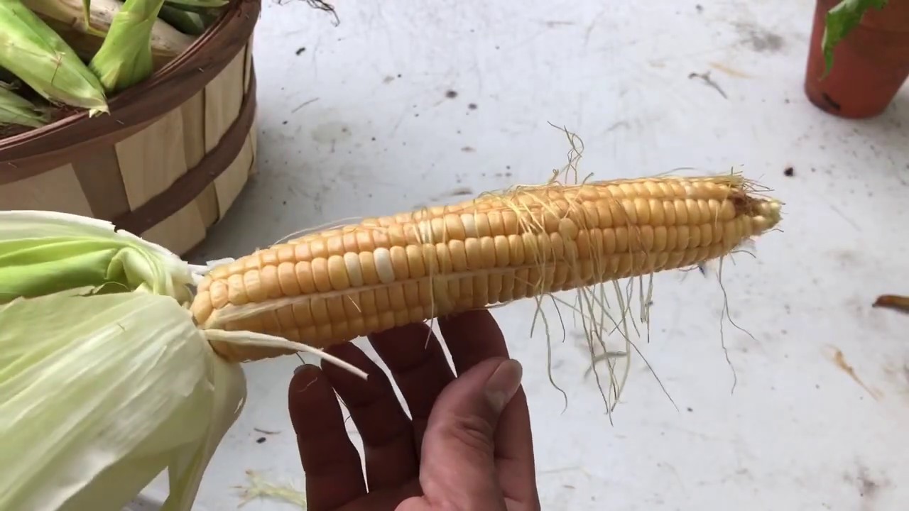 Harvesting corn on the homestead! - YouTube