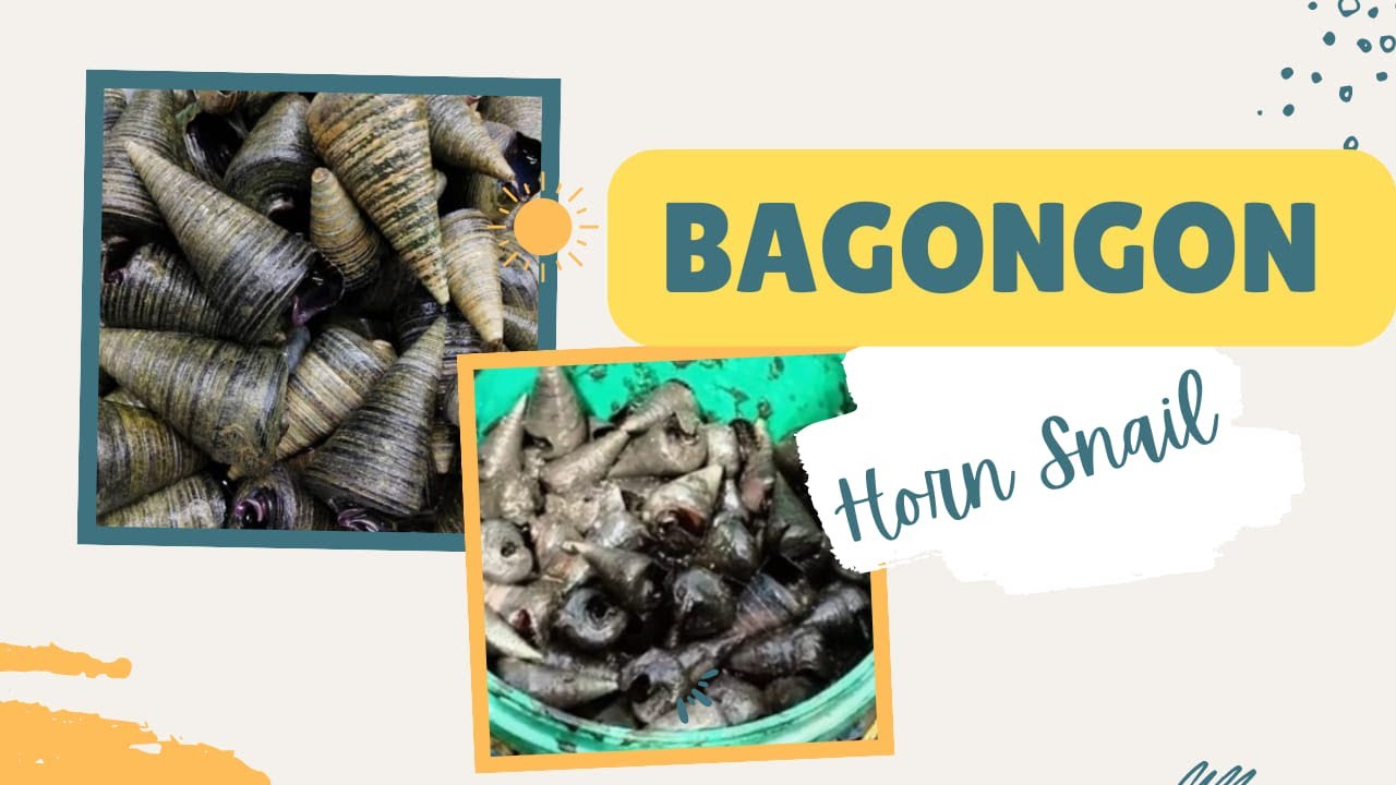 BAGONGON | HORN SNAIL | GUGMA GB - YouTube