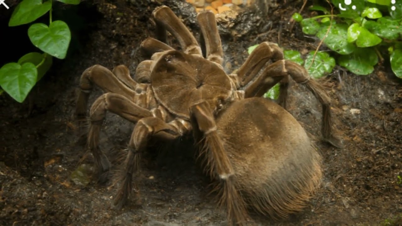 🕷️ what you didn't know about the Goliath Birdeater 🕷️(spider facts)😰 ...