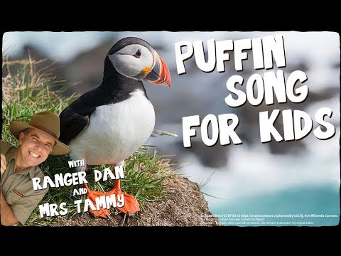PUFFIN SONG FOR KIDS | Arctic Animal Songs | Animal Songs | Kids Songs ...