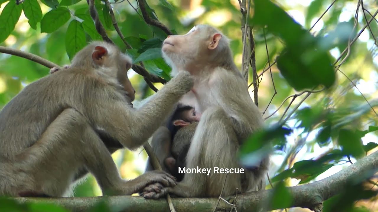 Monkey LIBBY grooming new mother Katrina & newborn, Monkey LIBBY love ...