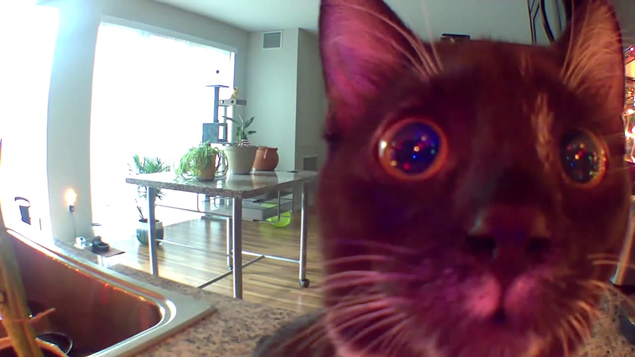 Concerned Cat