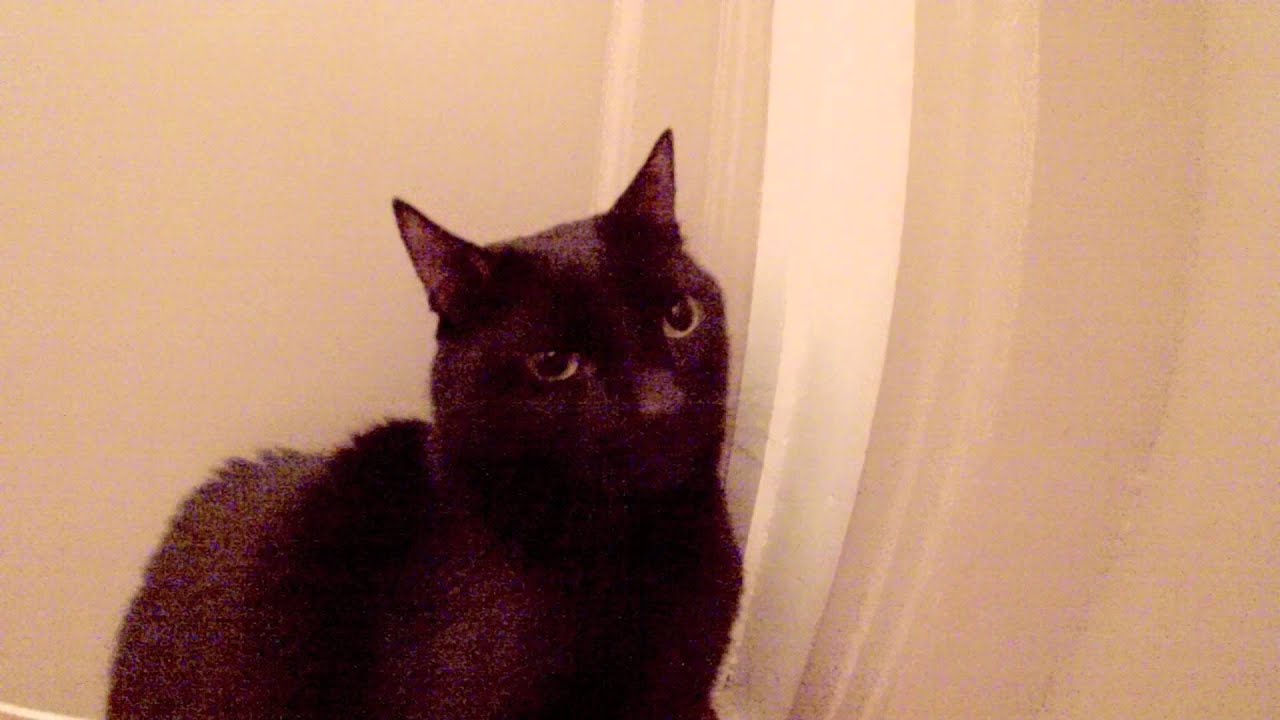 un chat enervé qui met des gifles - YouTube