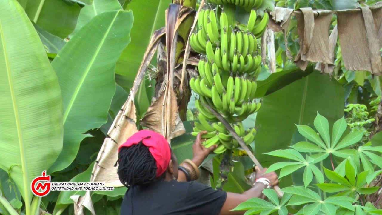 T&T Legacy Stories The Merikins, Episode 3 - YouTube