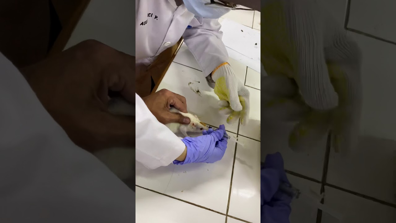 Drug administration: Subcutaneous injection on rat - YouTube