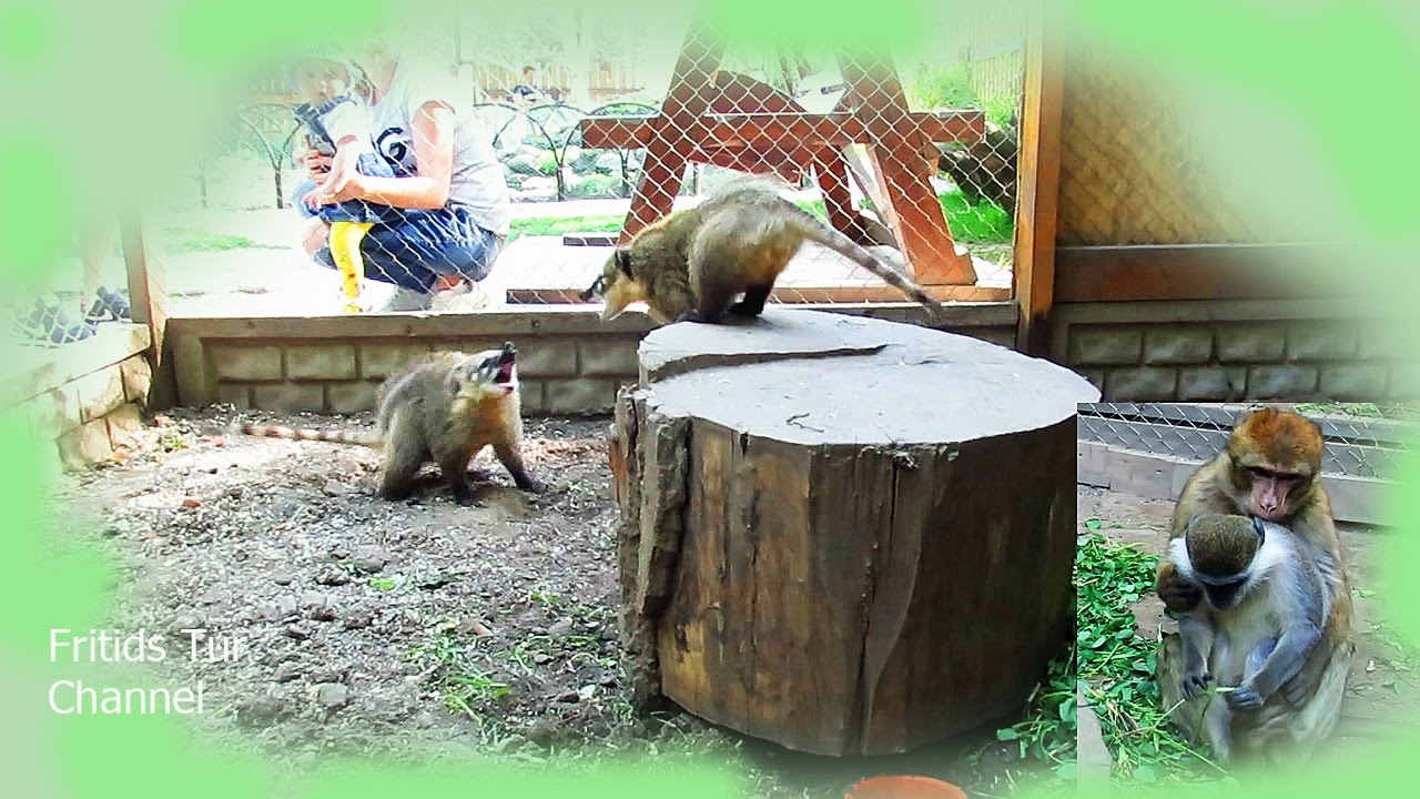 Nasua, Raccoon and Monkey - YouTube